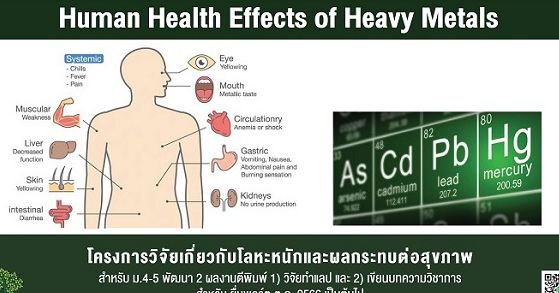 Research Project: Health Effects of Heavy Metal