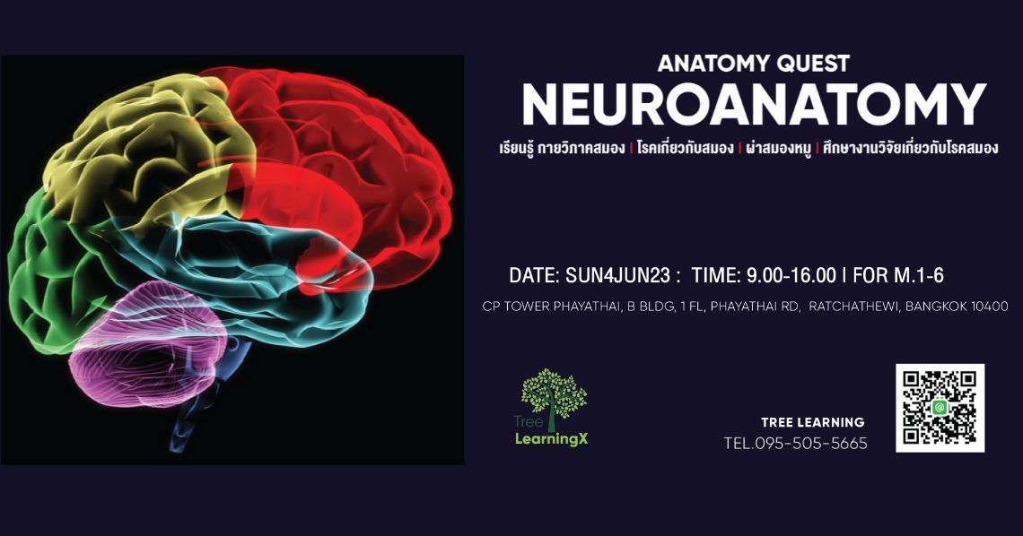 Anatomy Quest : Neuroanatomy 4JUN23