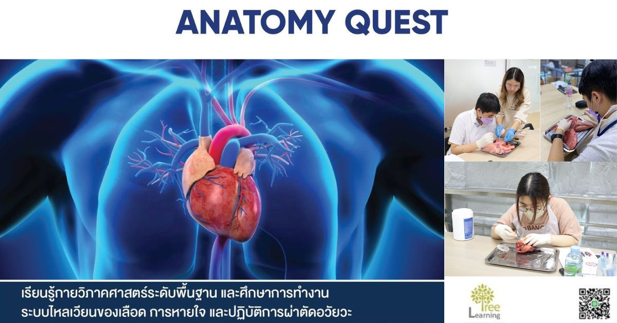 Anatomy Quest: Cardiovascular- SUN1Sep24