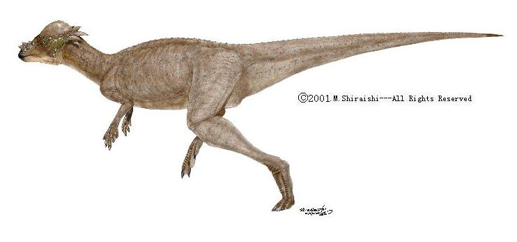 My.iD Gallery : รูป พาคิเซฟาโลซอรัส ไอ้ตัวนี้ละที่ชอบมาไล่รถอยู่บ่อยๆ