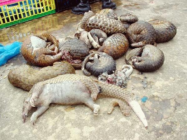 Pic. สัตว์ที่น่ากลัวที่สุด ต้องระวัง(ถ้ากินข้าวอย่าดู) | Dek-D.com