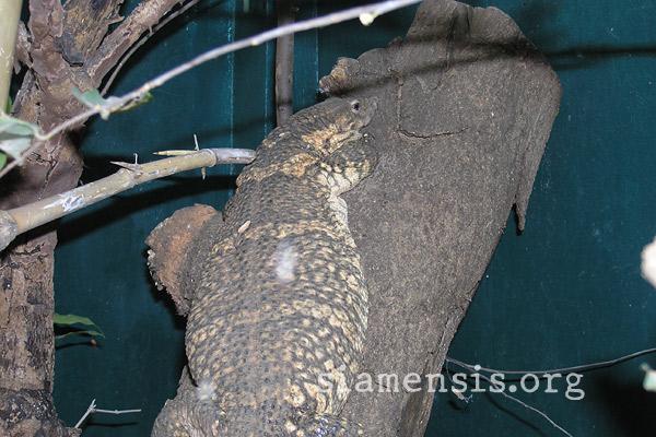 เรื่องเหี้.. เหี้... นี่คุณอาจไม่เคยรู้ ::::: | Dek-D.com