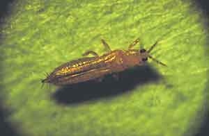 ชีวิตคู่พิสดารของสัตว์โลก | Dek-D.com