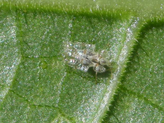 มวนปีกแก้ว Corythucha arcuata | Dek-D.com