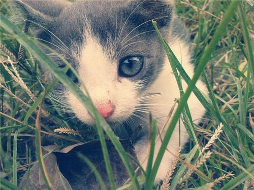 มาดูสัตว์น้อยน่ารักกันนน - - -- - - | Dek-D.com