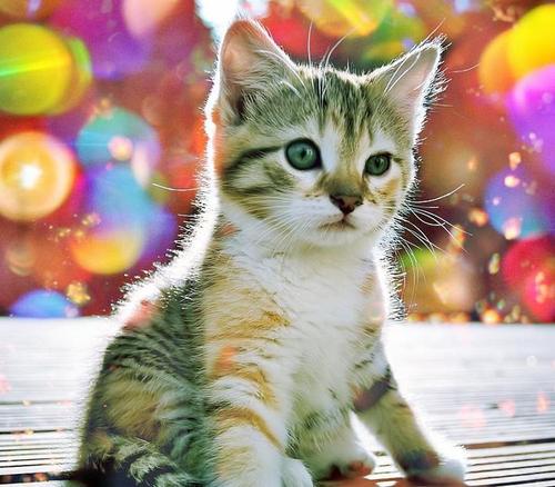 มาดูสัตว์น้อยน่ารักกันนน - - -- - - | Dek-D.com