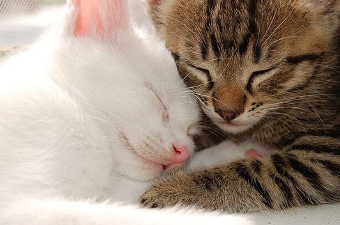 มาดูสัตว์น้อยน่ารักกันนน - - -- - - | Dek-D.com