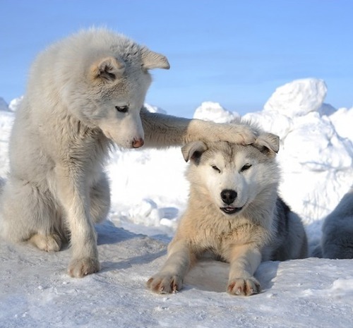 มาดูสัตว์น้อยน่ารักกันนน - - -- - - | Dek-D.com