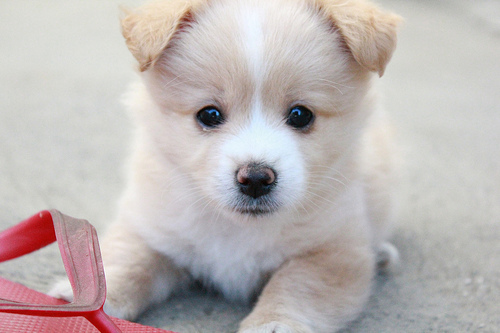 สัตว์น้อยน่ารักภาค 2 มาแว้ววว - - - - | Dek-D.com