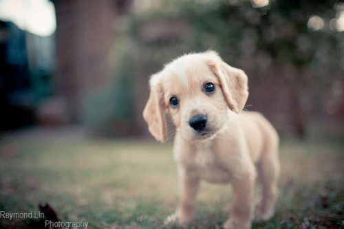 สัตว์น้อยน่ารักภาค 2 มาแว้ววว - - - - | Dek-D.com