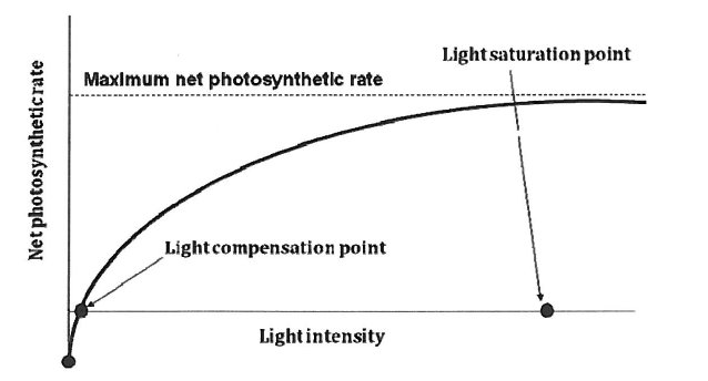 นิยาย Biology ชีววิทยา ลัลล้าาาา > ตอนที่ 8 : Botany :Photosynthesis ...