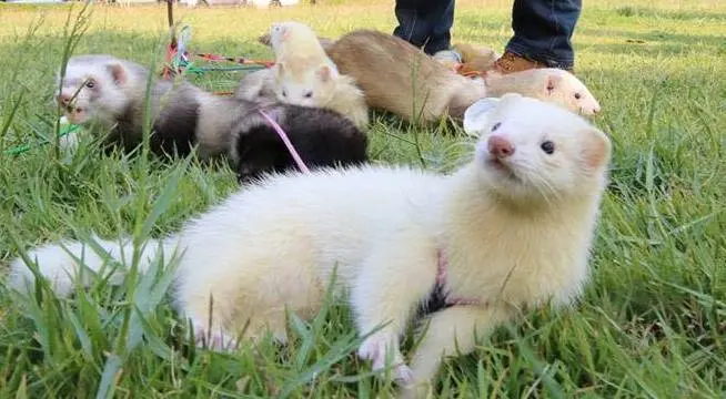 คู่มือการเลี้ยงเฟอเรท FERRET - online