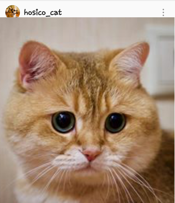 นิยาย [จบแล้วจ้า] Cupid Cat แมวสื่อรัก [Krist × Singto] : Dek-D.com ...
