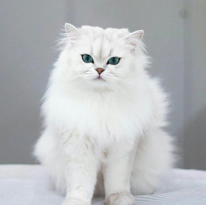 นิยาย [จบแล้วจ้า] Cupid Cat แมวสื่อรัก [Krist × Singto] : Dek-D.com ...