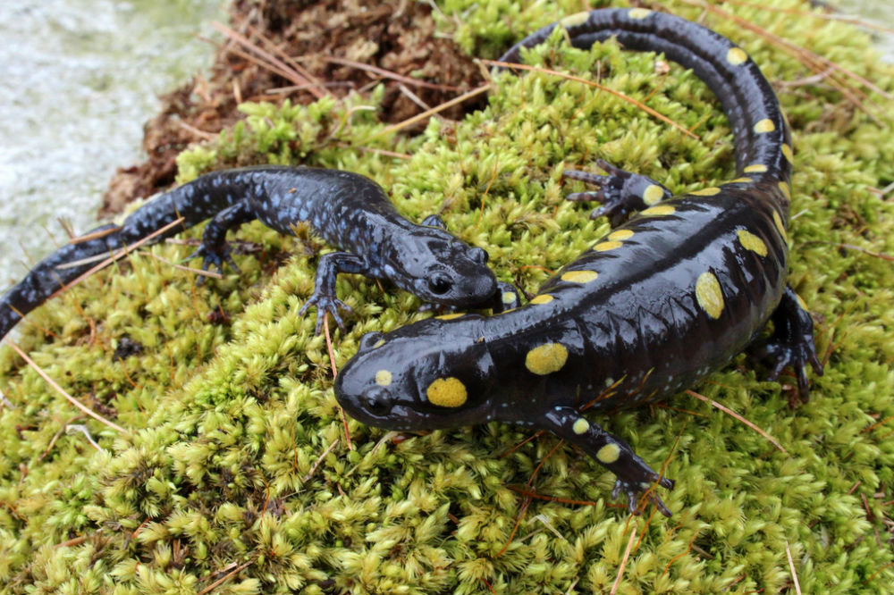 ซาลาแมนเดอร์ ''Spotted Salamander'' | Dek-D.com