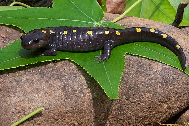 ซาลาแมนเดอร์ ''Spotted Salamander'' | Dek-D.com