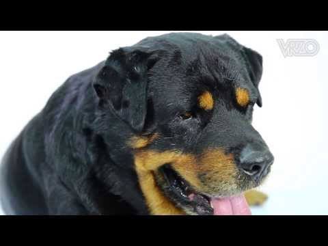 คุณรู้จัก vrzo มากแค่ไหน โดย My Love JINYOUNG ( ควิซทดสอบ ) | Dek-D.com