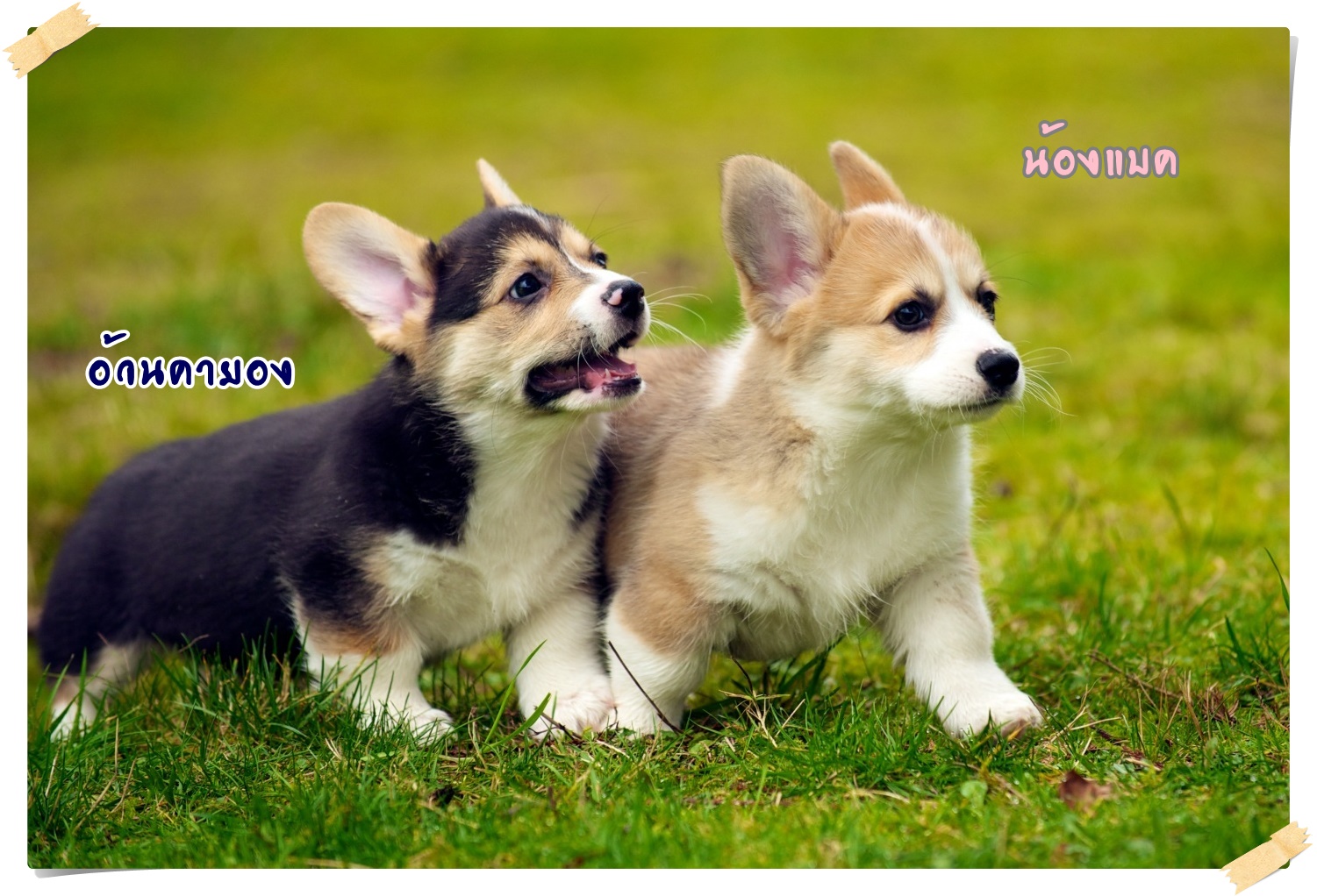 นิยาย [EXO] Beloved puppies (ChanBaek&KaiSoo ) : Dek-D.com - Writer