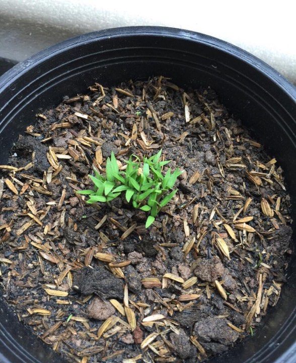 A secrets of Chilli Padi. | Dek-D.com