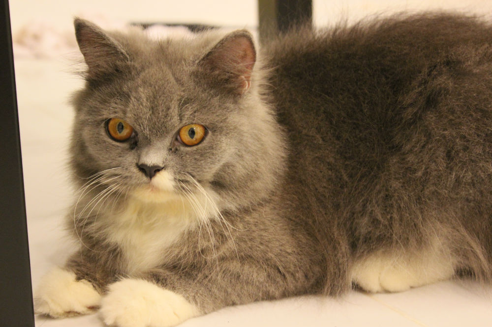 Gatto cat cafe คาเฟ่แมว จันทบุรี | Dek-D.com