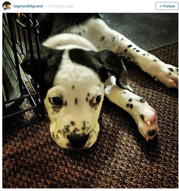 มาดูน้องหมาที่ผสมข้ามสายพันธุ์ น่ารักมากกกเลยหล่ะ! | Dek-D.com