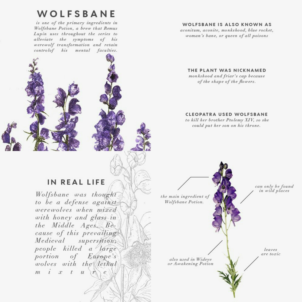 [draco X Hermione] Aconite Monkshood And Wolfsbane