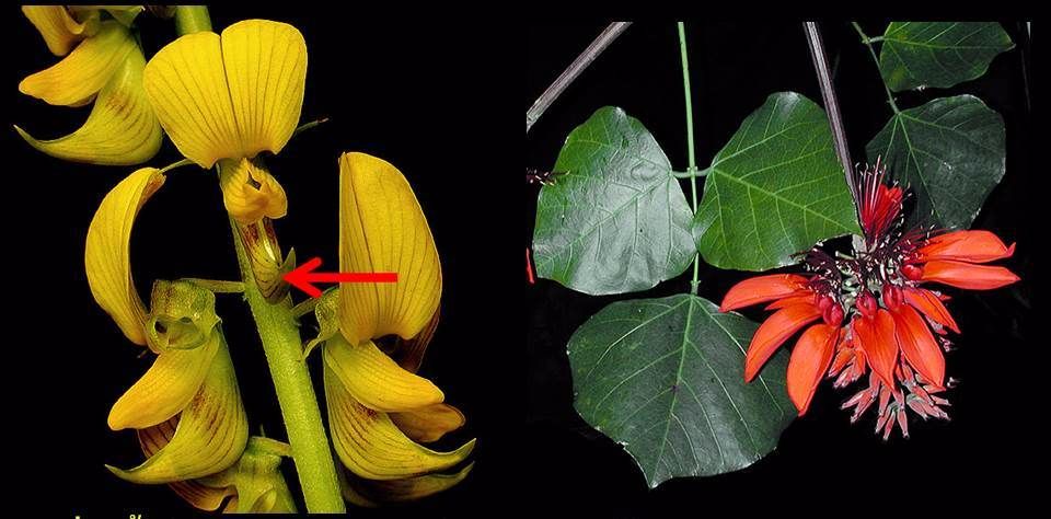 แฟนพันธุ์แท้ อนุกรมวิธานพืช พืชนี้อยู่วงศ์ไหน โดย been555 ( ควิซทดสอบ ...