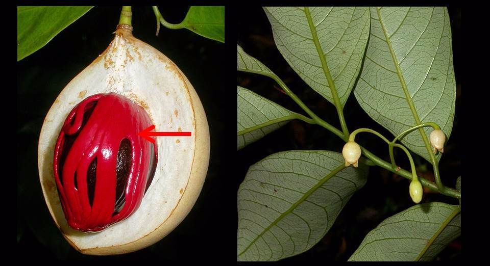 แฟนพันธุ์แท้ อนุกรมวิธานพืช พืชนี้อยู่วงศ์ไหน โดย been555 ( ควิซทดสอบ ...