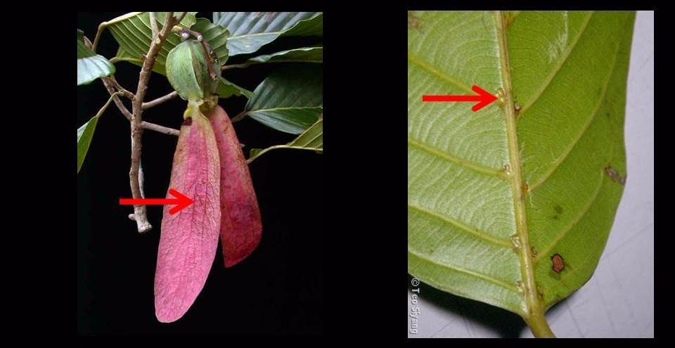 แฟนพันธุ์แท้ อนุกรมวิธานพืช พืชนี้อยู่วงศ์ไหน โดย been555 ( ควิซทดสอบ ...