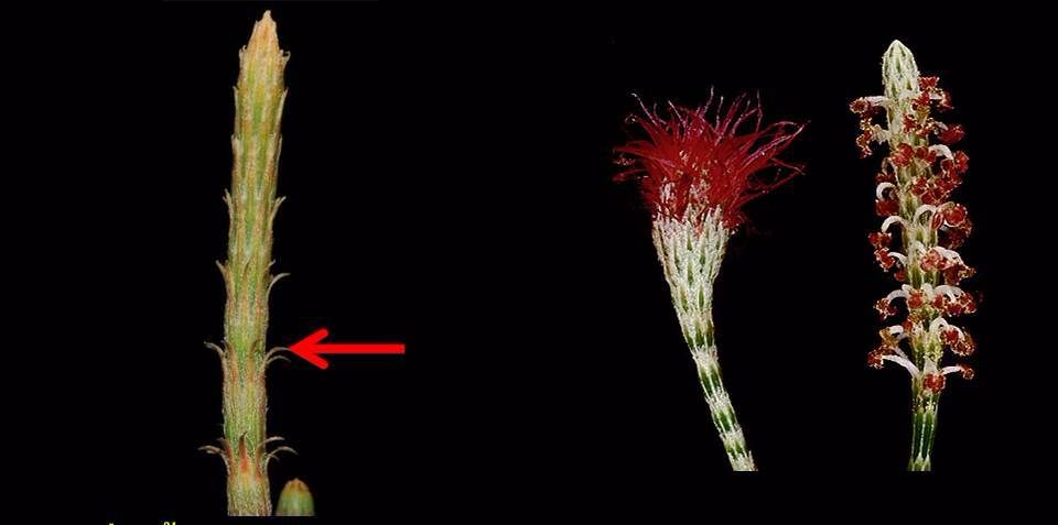 แฟนพันธุ์แท้ อนุกรมวิธานพืช พืชนี้อยู่วงศ์ไหน โดย been555 ( ควิซทดสอบ ...
