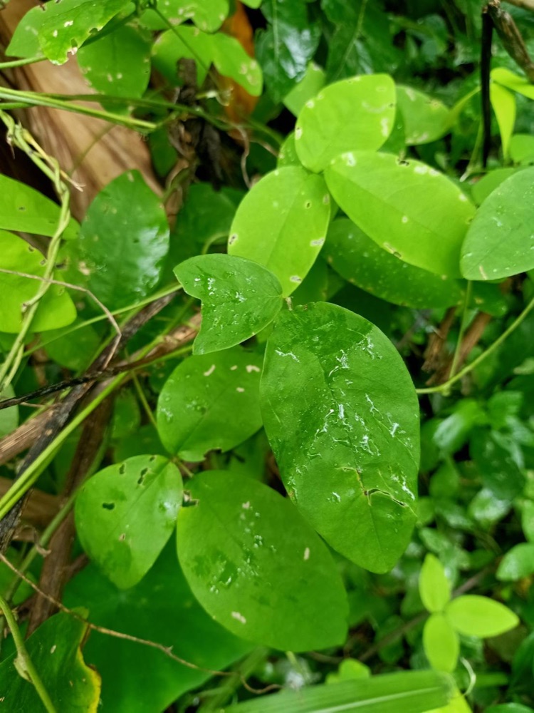 หาชื่อสมุนไพร | Dek-D.com