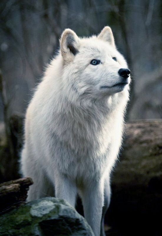 นิยาย [OS/SF] iKONFANFIC #bnnfic > ลำดับตอนที่ #1 : [SF] Silver Wolf ...
