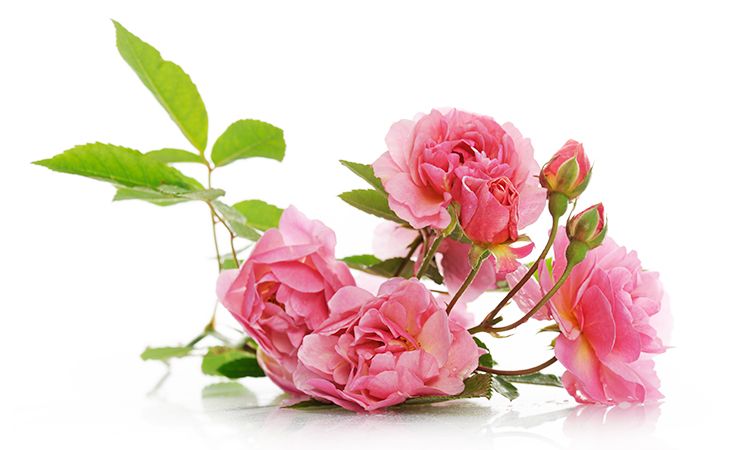5 ประโยชน์ความงามจาก Damask Rose ที่คุณอาจยังไม่เคยรู้ | Dek-D.com