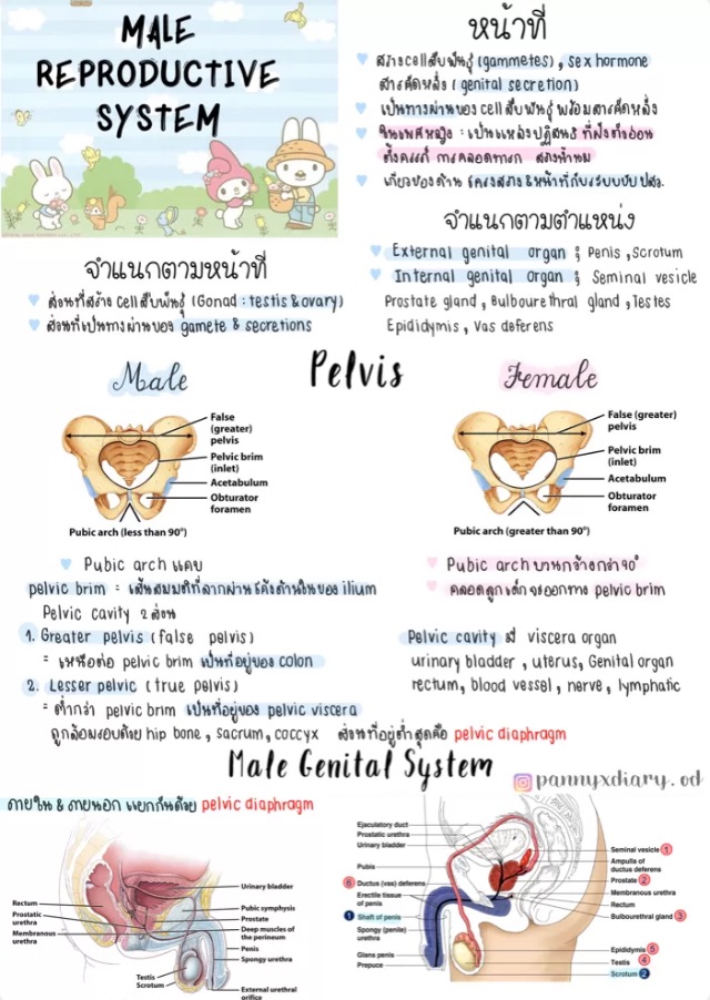 Male reproductive system | Dek-D.com