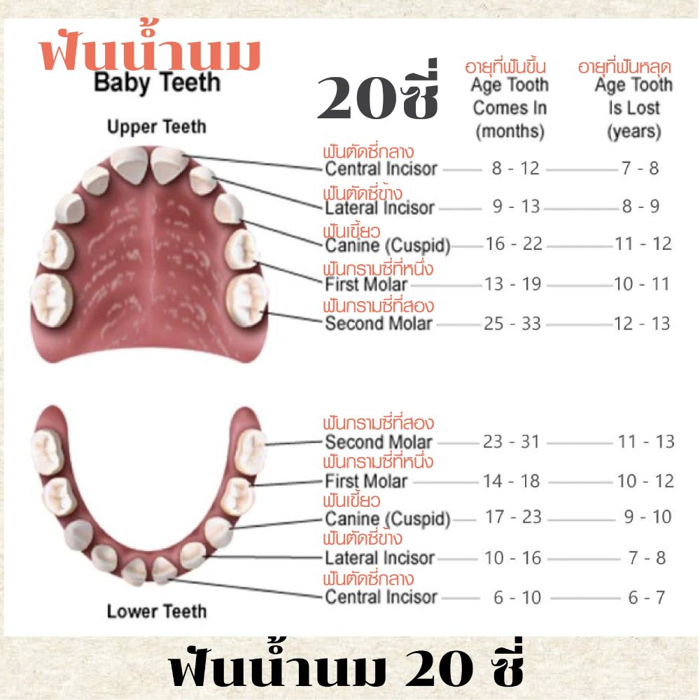 เรามีฟันทั้งหมดกี่ซี่? FUTURE DENTIST must-know!!! | Dek-D.com