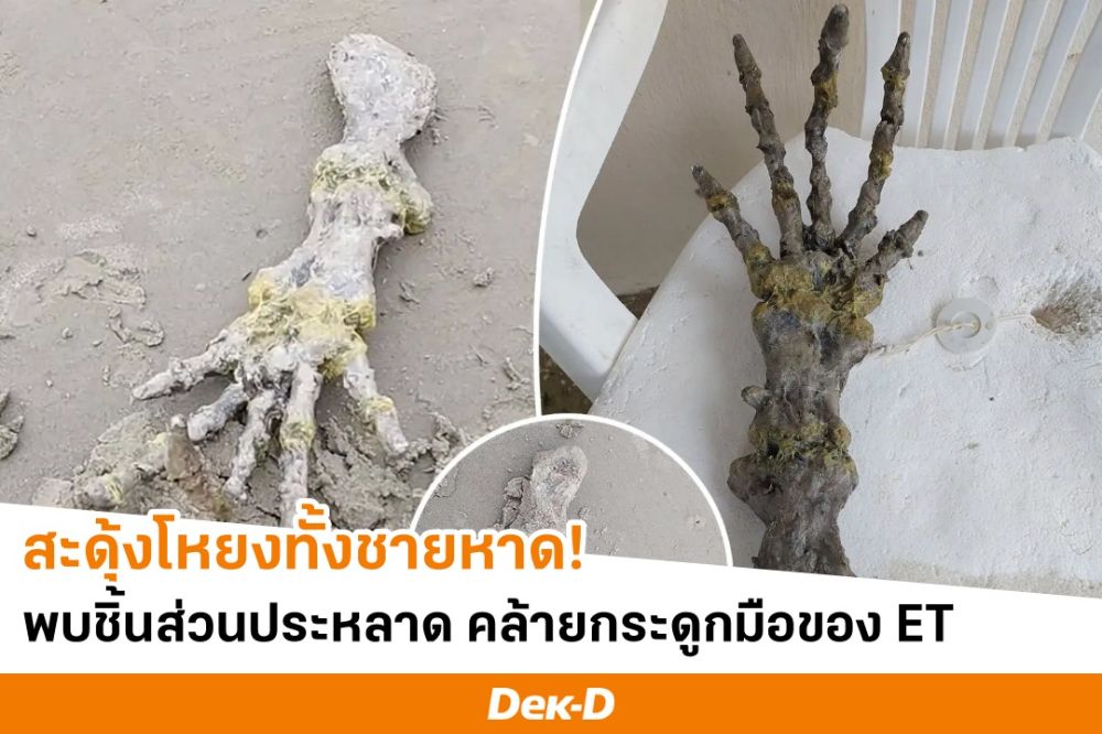 สะดุ้งโหยงทั้งชายหาด! พบชิ้นส่วนประหลาด คล้ายกระดูกมือของ ET ...
