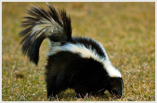 รู้หรือไม่!! ตดของสัตว์บางชนิดใช้เป็นอาวุธได้ | Dek-D.com